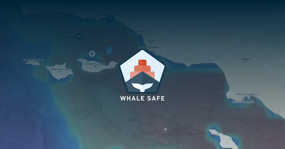 Explore the Whale Safe Tool | Whale Safe