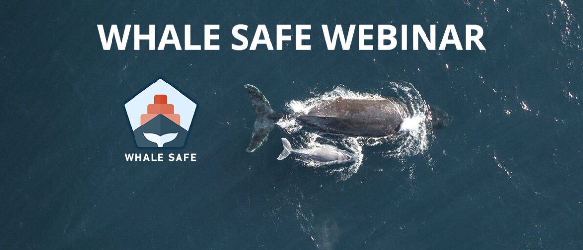 News & Insights | Whale Safe