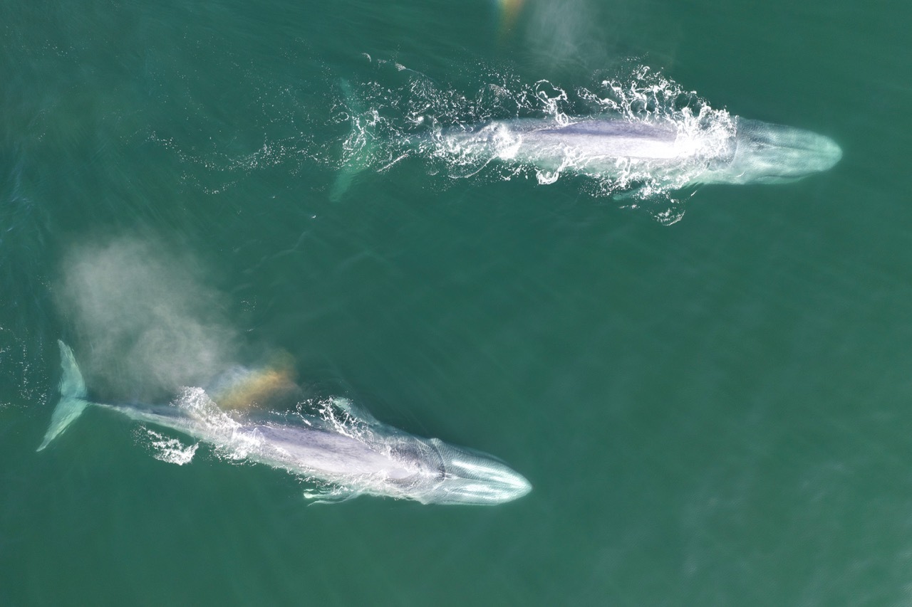 Methodology | Whale Safe